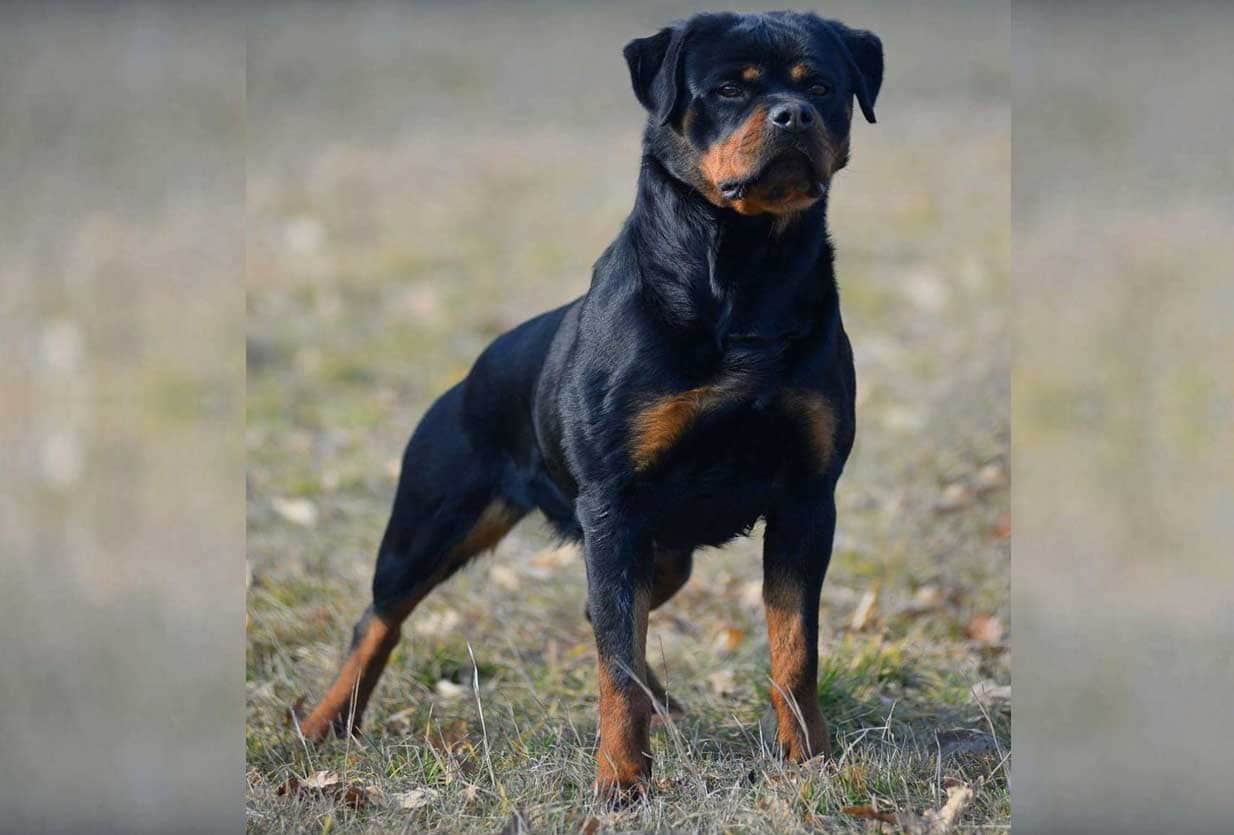 The Rottweiler: A Devoted and Versatile Dog Breed – King Canine